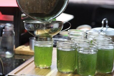 basil jelly – Mother Earth News